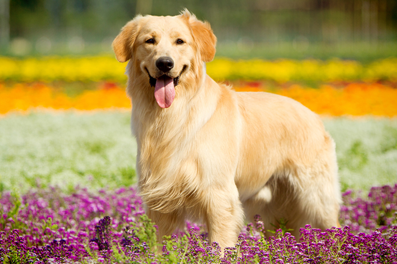 Cuida a tu perro en esta temporada | Weekend