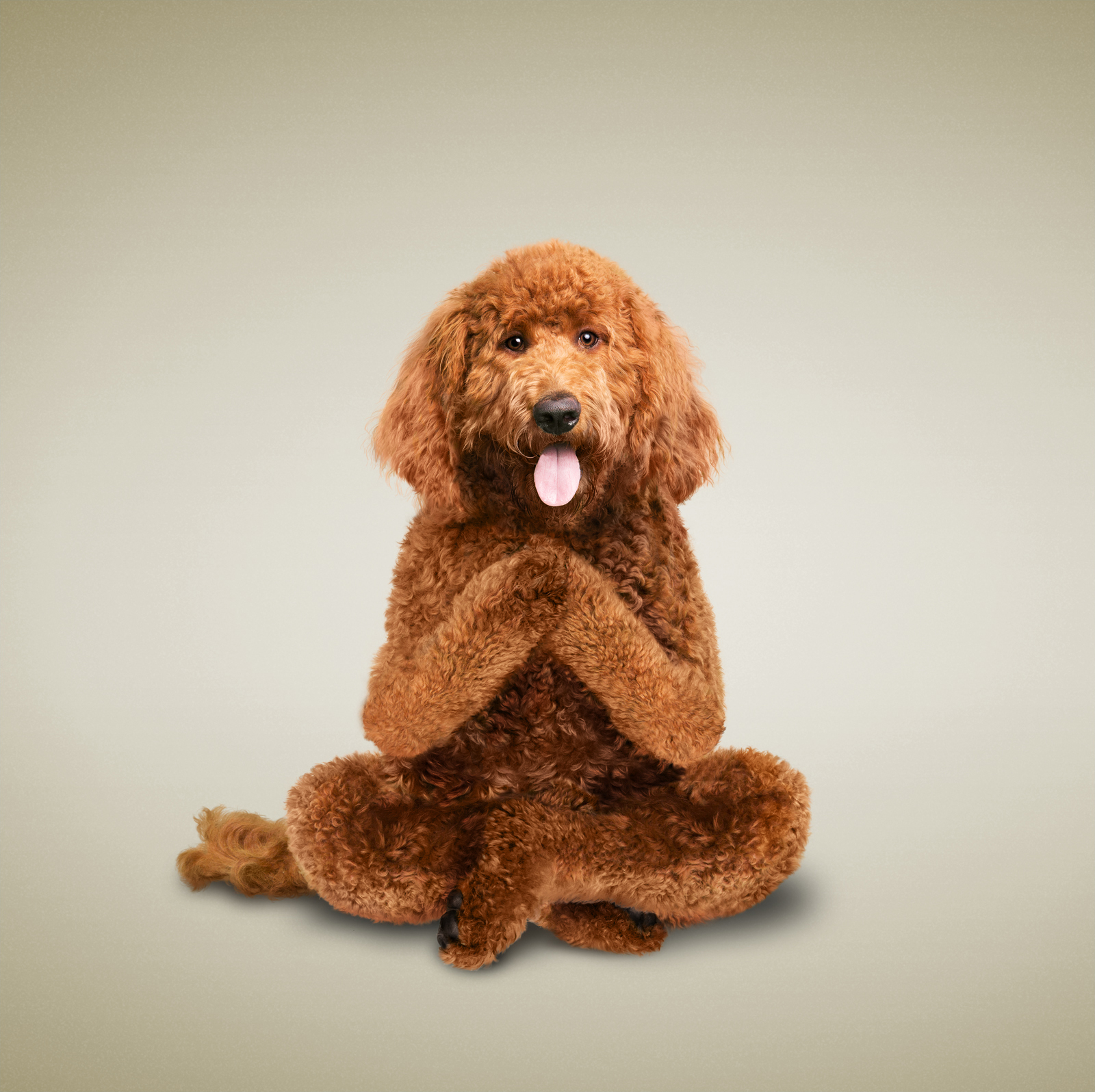 Aprende a meditar con tu mascota | Weekend